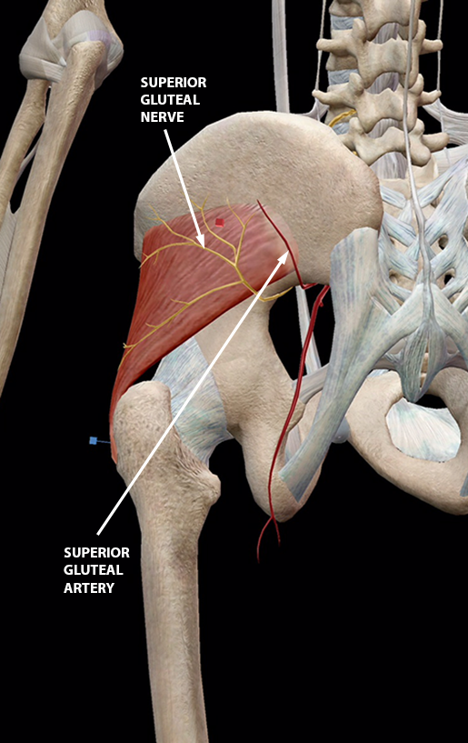 The Glorious Glutes Muscles Of The Buttocks